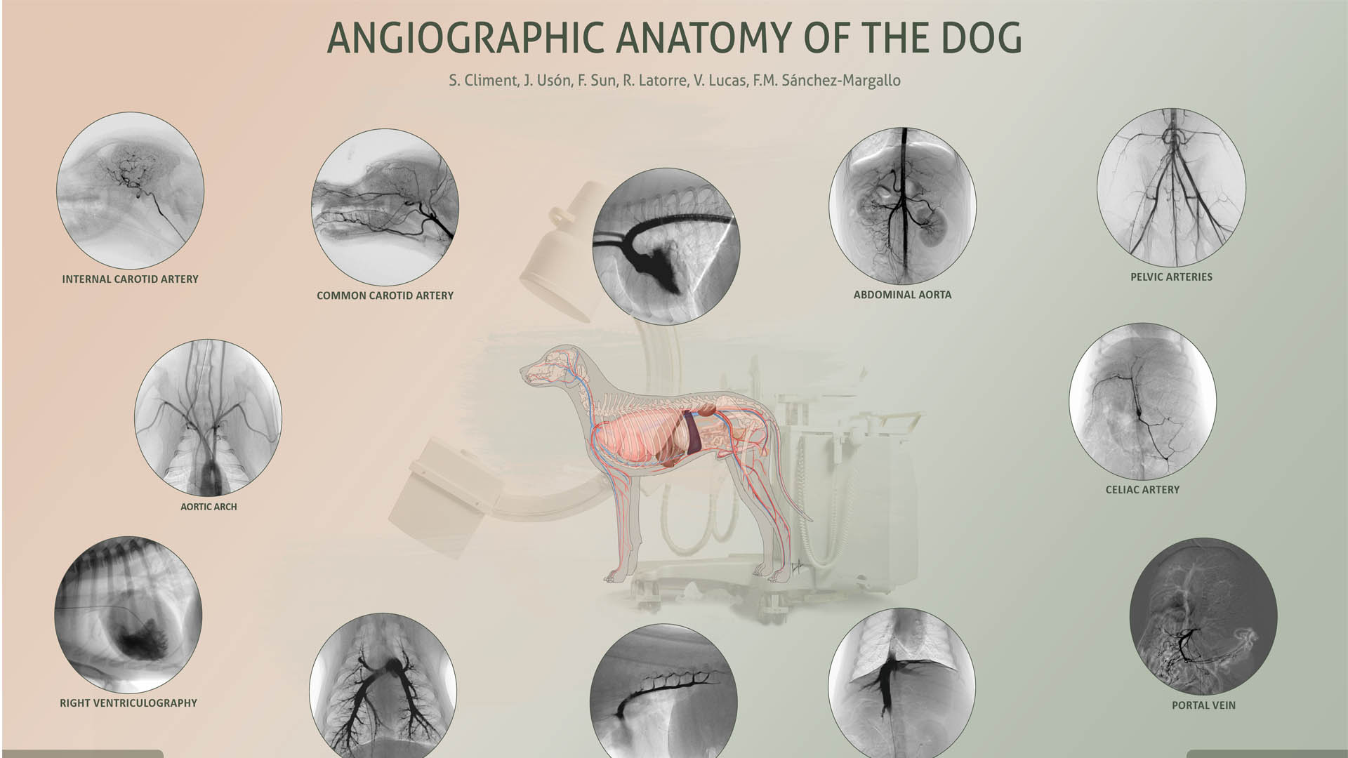 Angiographic Anatomy of the Dog